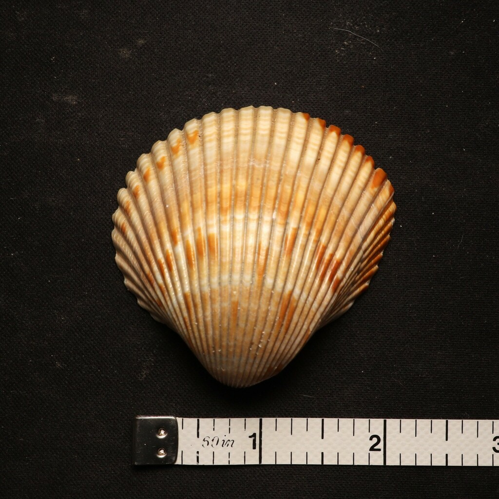 Giant Atlantic Cockle from Ocean Isle Beach, NC, USA on December 12 ...
