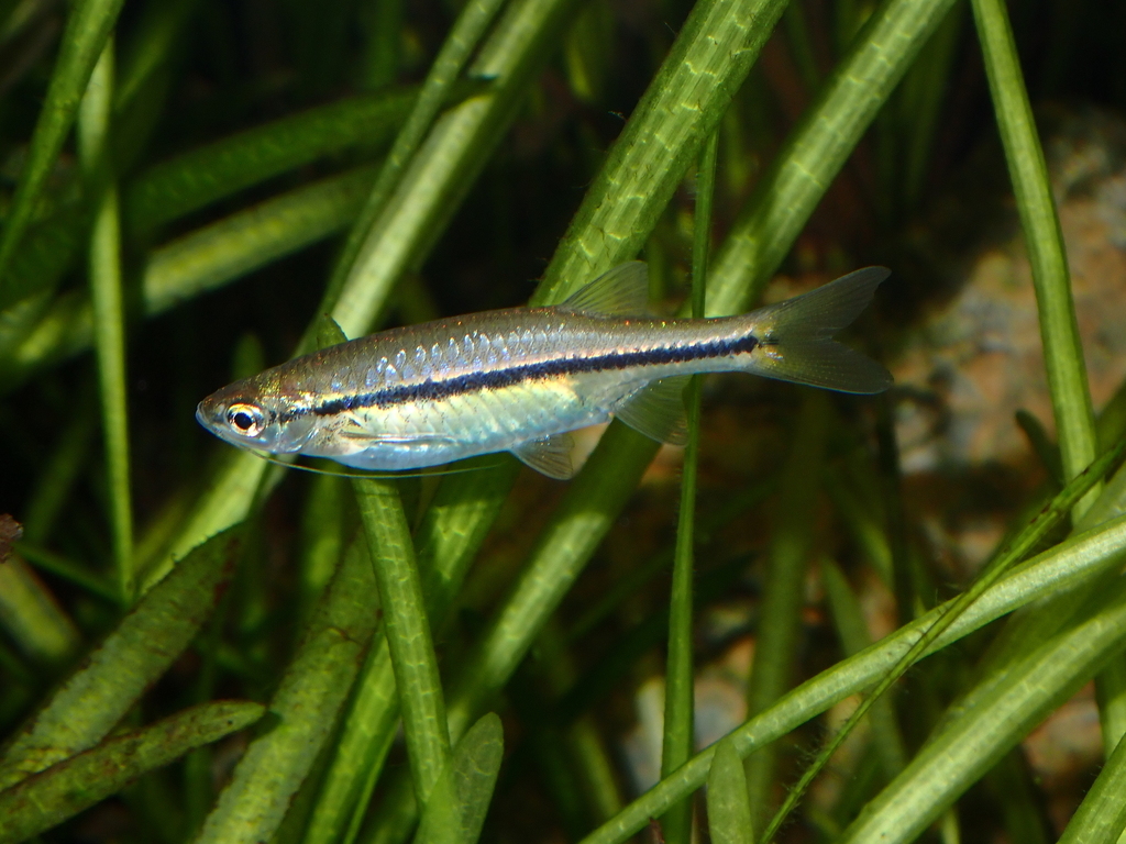 Esomus longimanus from 2-Phon Ngam, Nong Han District, Udon Thani 41130 ...