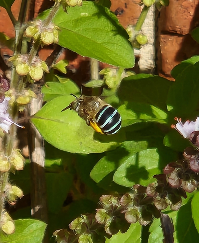 Amegilla asserta from Leopold Cres/Huntington Dr, Hampton Park VIC 3976 ...