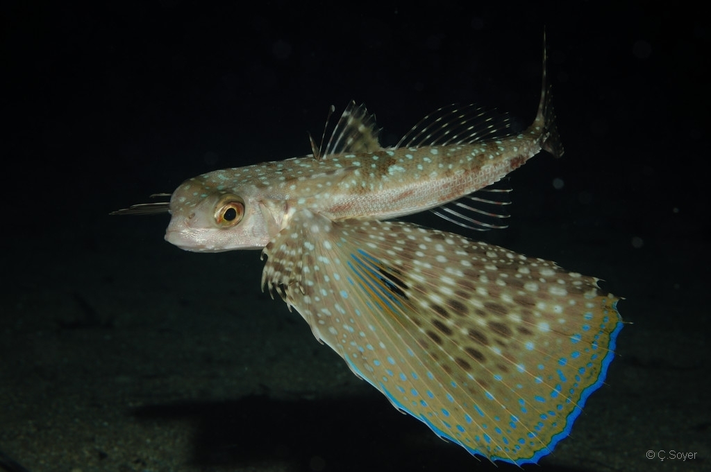 Flying Gurnard (Dactylopterus volitans) - Marine Life Identification