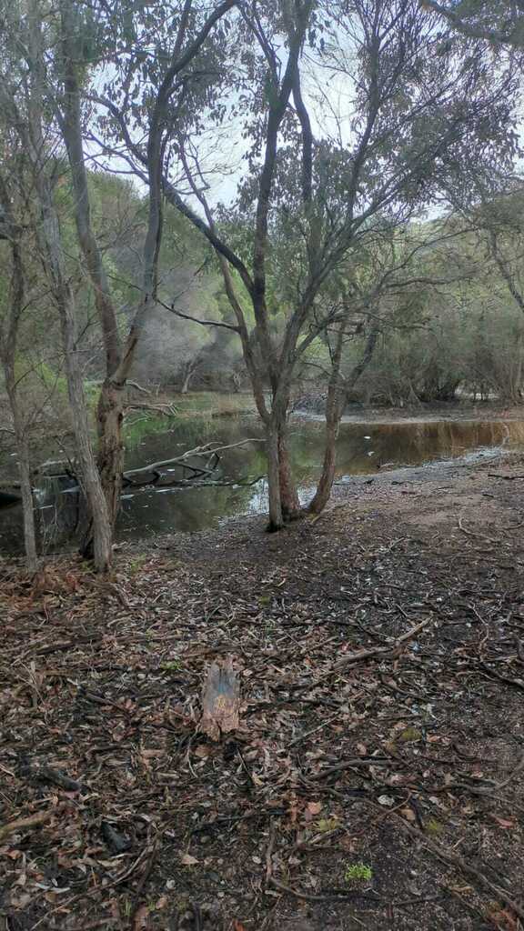 Spotted Pardalote from Little River VIC 3211, Australia on December 28 ...