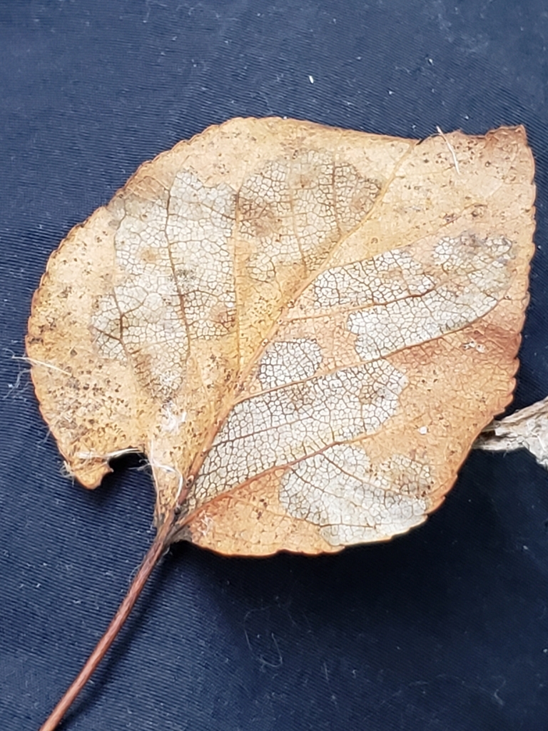 balsam poplar from Plummer Additional, ON P0R, Canada on January 2 ...