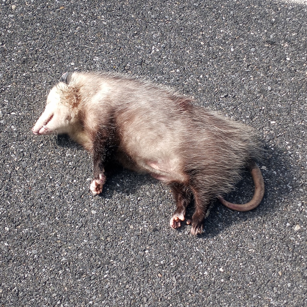 Virginia Opossum from Denton, MD 21629, USA on January 2, 2024 at 12:45 ...