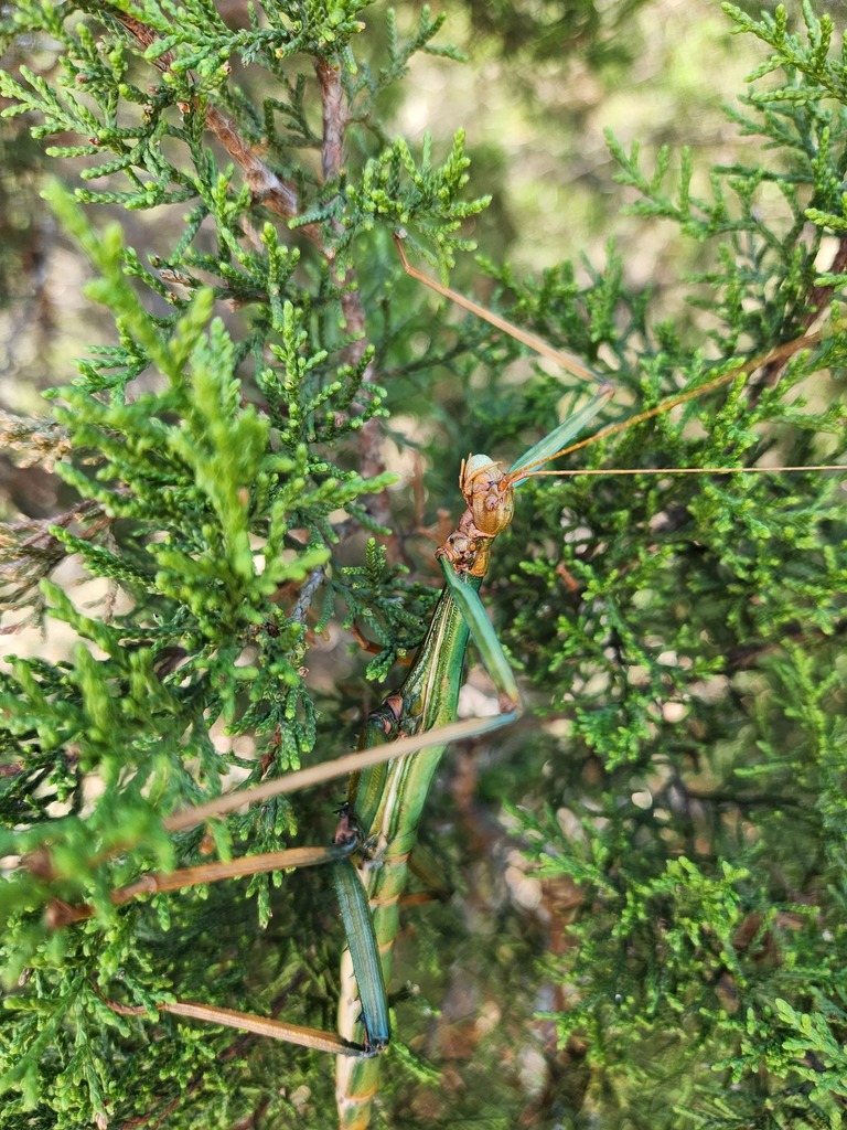 Giant Walkingstick from Comal County, TX, USA on June 28, 2023 at 11:32 ...