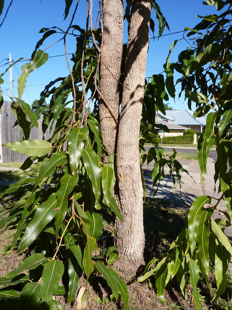 swamp bloodwood (Corymbia ptychocarpa) - Botanical Realm