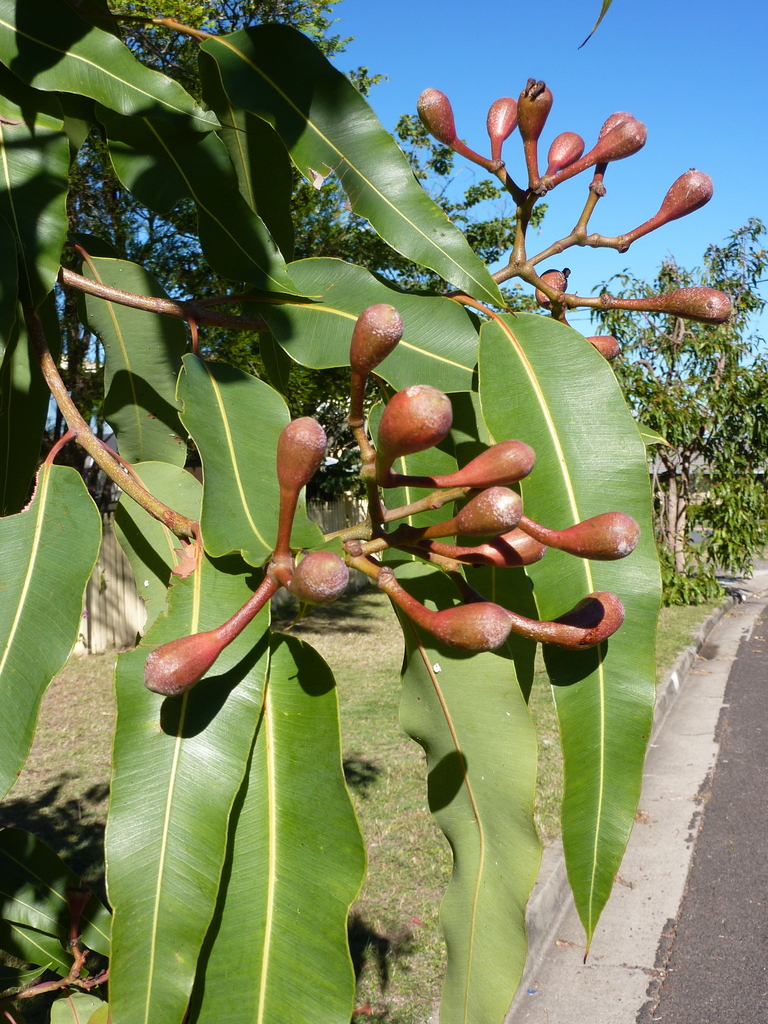 swamp bloodwood (Corymbia ptychocarpa) - Botanical Realm