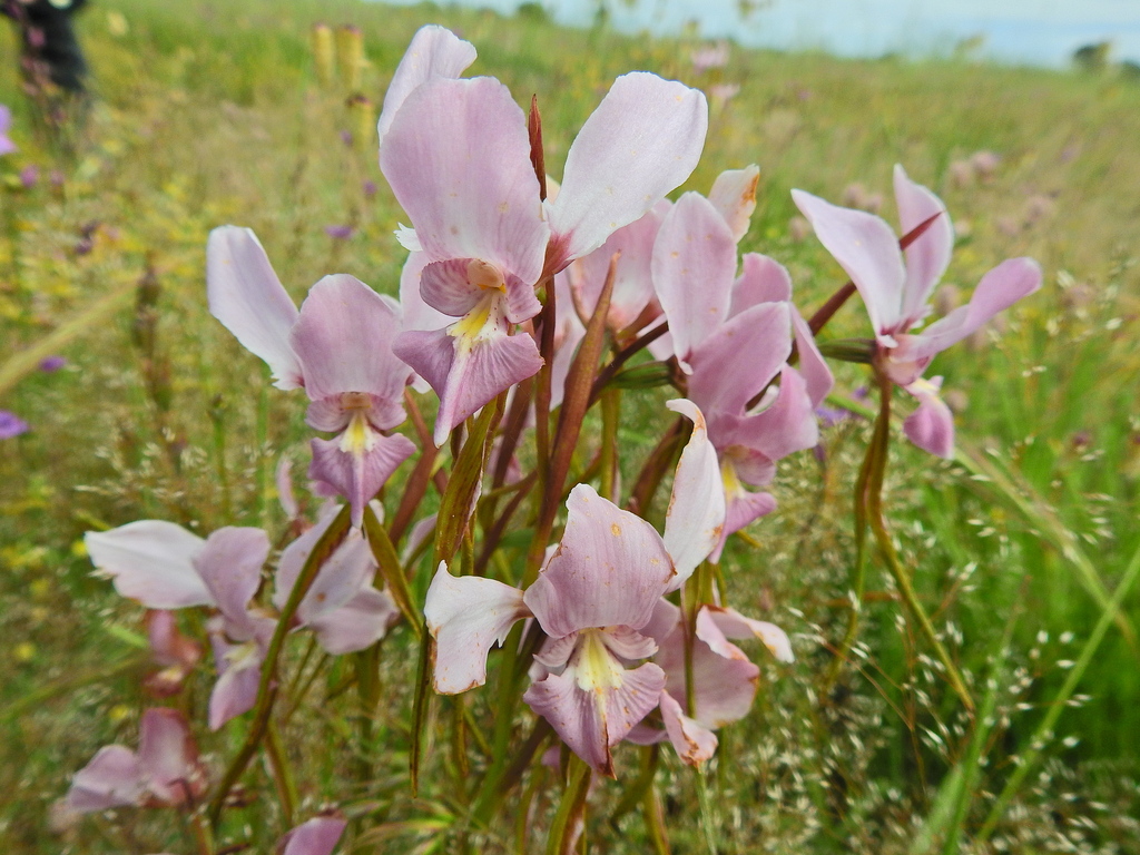 purple donkey orchid from Peechelba East VIC 3678, Australia on October ...
