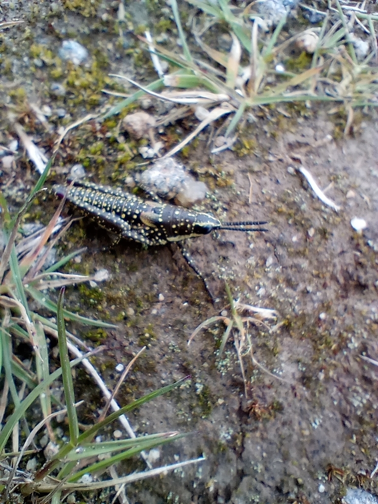 Spotted Mountain-grasshopper from Falls Creek Victoria 3699, Australië ...