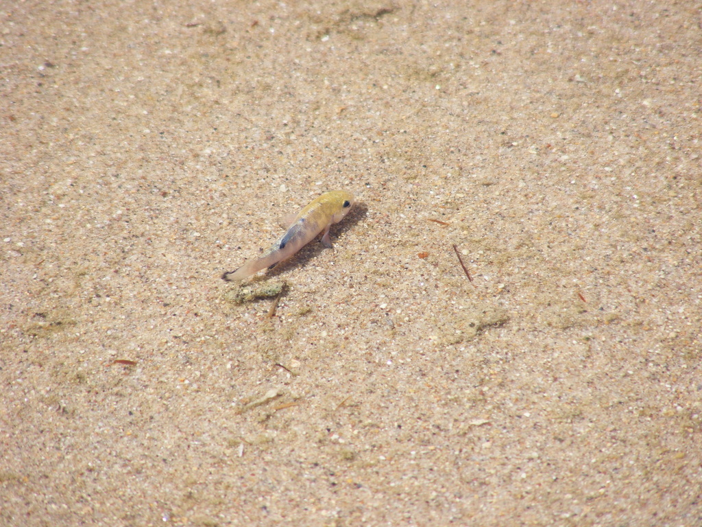Salt Creek Pupfish in April 2010 by David Bree · iNaturalist