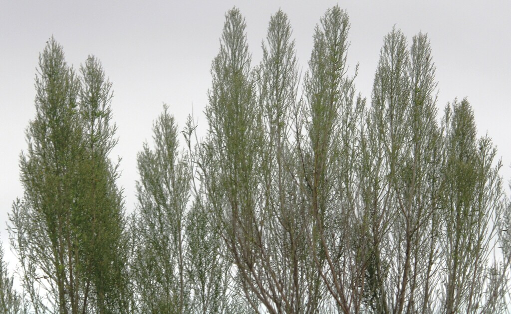 Poverty Weed from South Side, Corpus Christi, TX, USA on January 2 ...