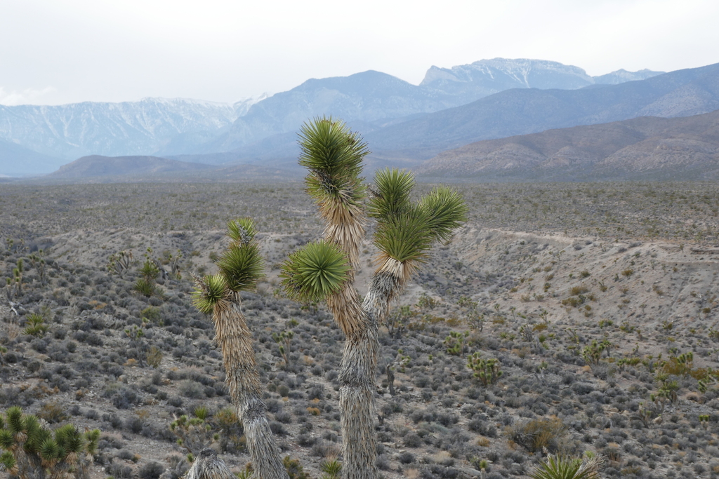 Joshua Tree from Clark County, NV, USA on December 31, 2023 at 03:15 PM ...
