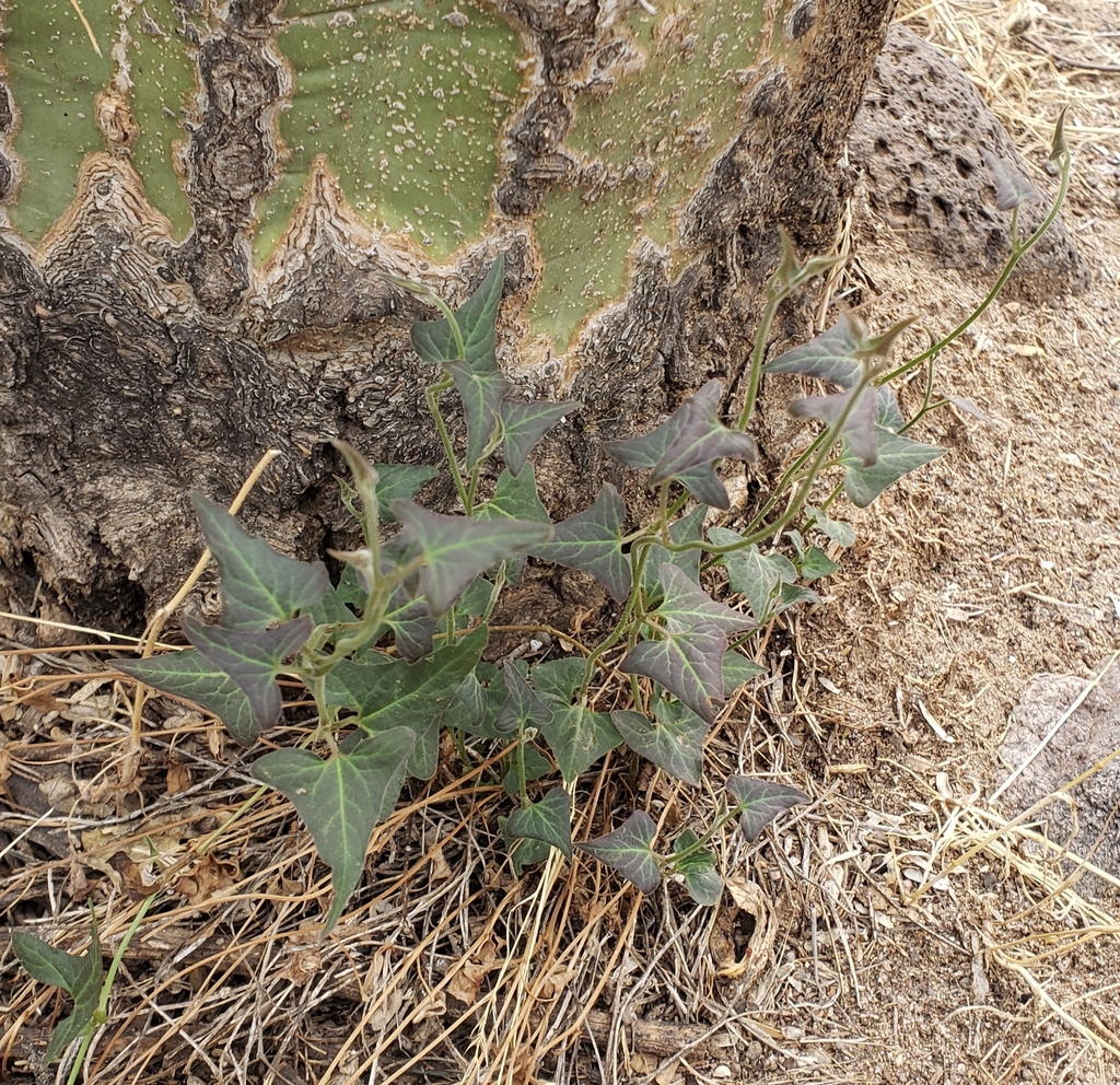 southwestern pipevine from Cave Creek, AZ 85331, USA on September 23 ...