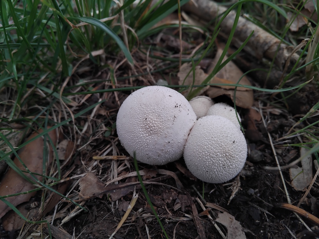 Lycoperdon from Sydney NSW, Australia on December 29, 2023 at 03:19 PM ...
