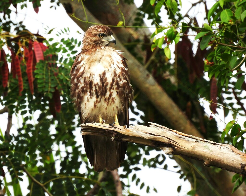 Red-tailed Hawk from Parque Isla Verde, Carolina, 00979, Puerto Rico on ...