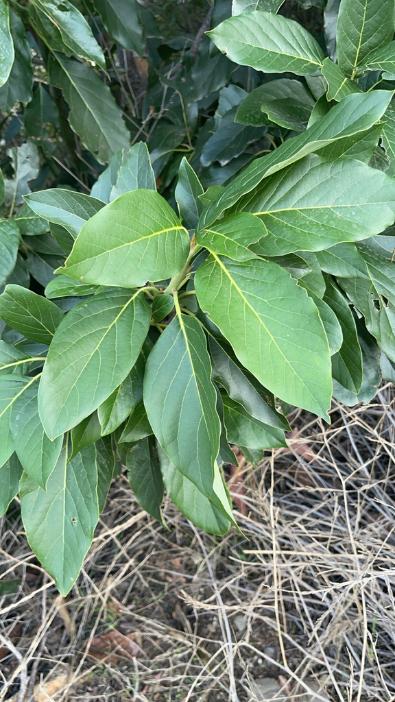 Avocado (Persea americana) - Botanical Realm