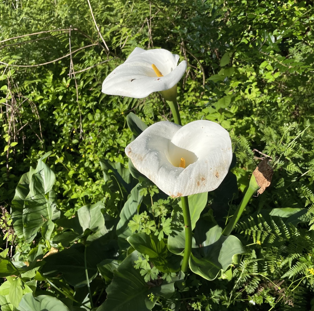 calla lily from Cowan, NSW, AU on November 8, 2023 at 07:58 AM by ...