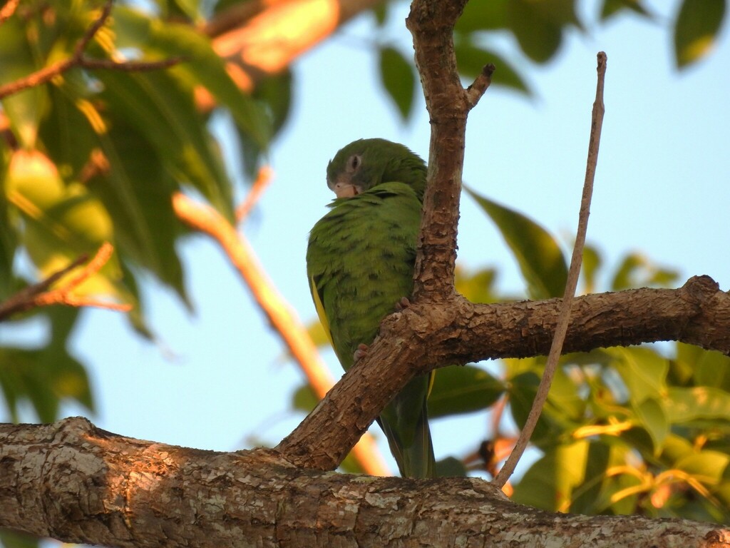 White-winged Parakeet in January 2024 by Eliezer Nieves-Rodriguez ...
