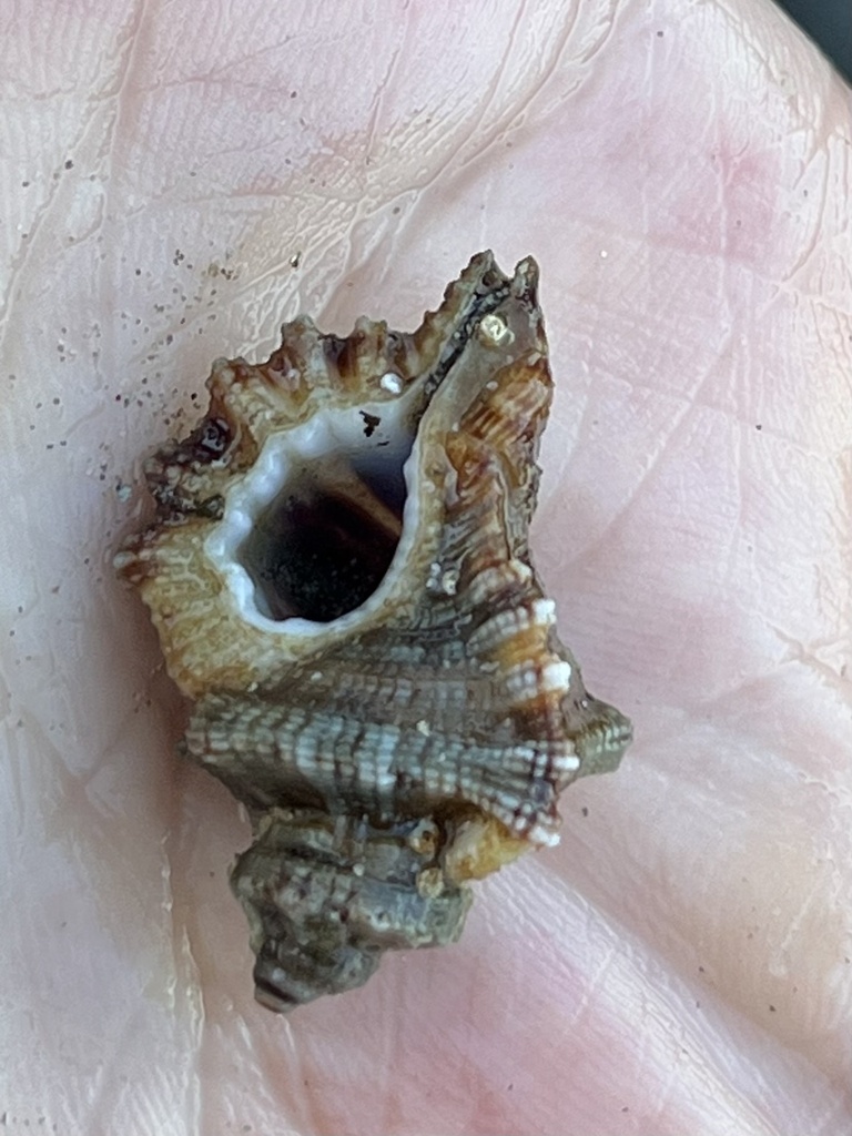 swollen hairy triton from Avenida Lázaro Cárdenas, Bucerías, Nay., MX ...