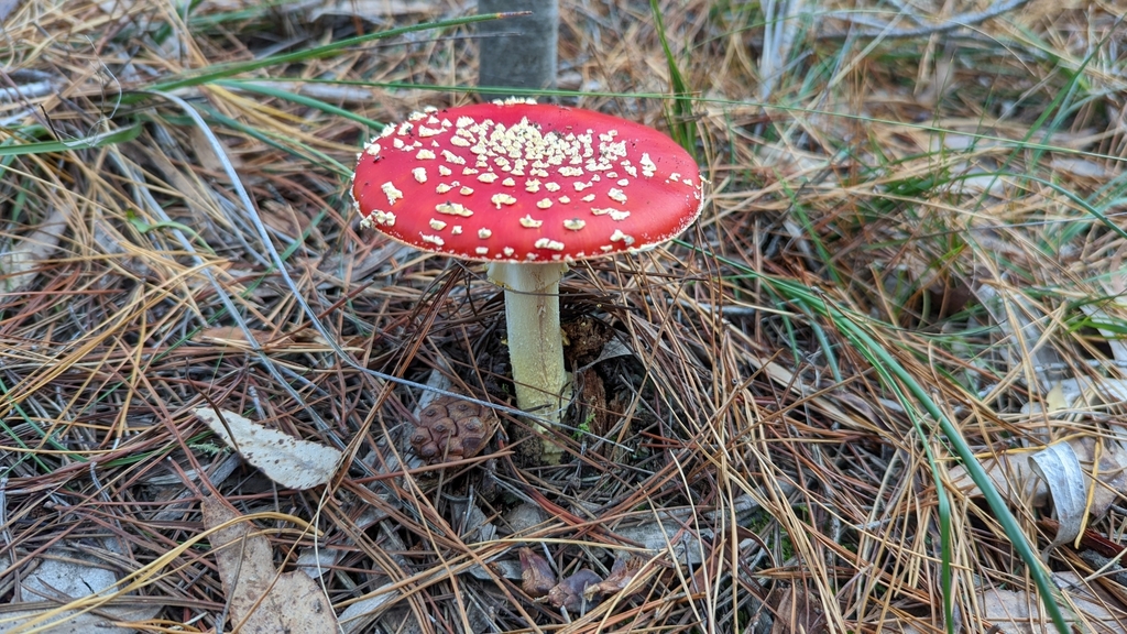 Fly Agaric from Paraparap VIC 3240, Australia on May 14, 2022 at 01:35 ...