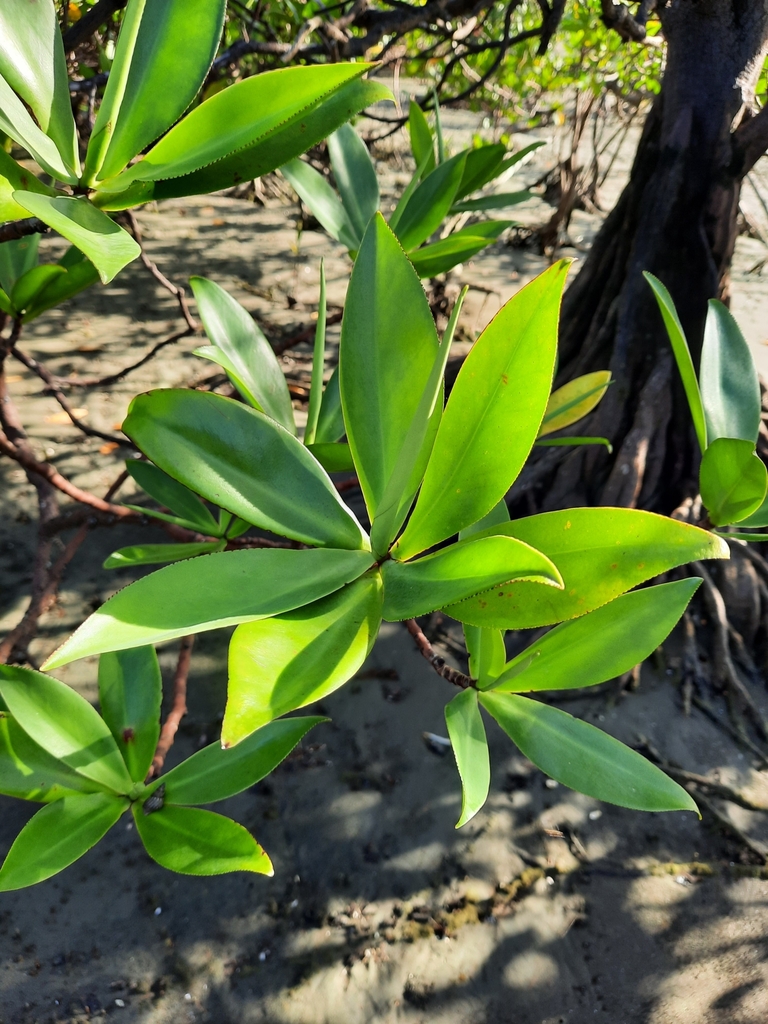 Tea Mangrove in January 2024 by Devis · iNaturalist