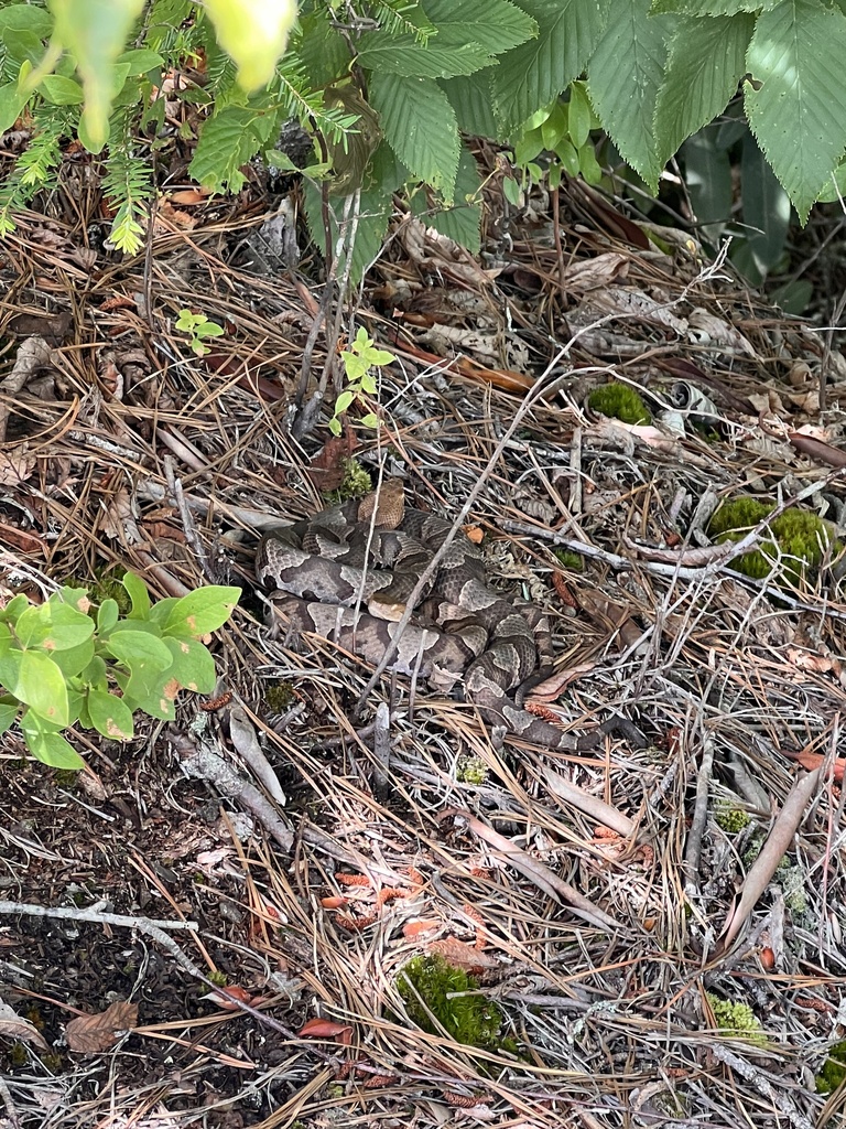 Eastern Copperhead from Twin Falls Resort State Park, Mullens, WV, US ...