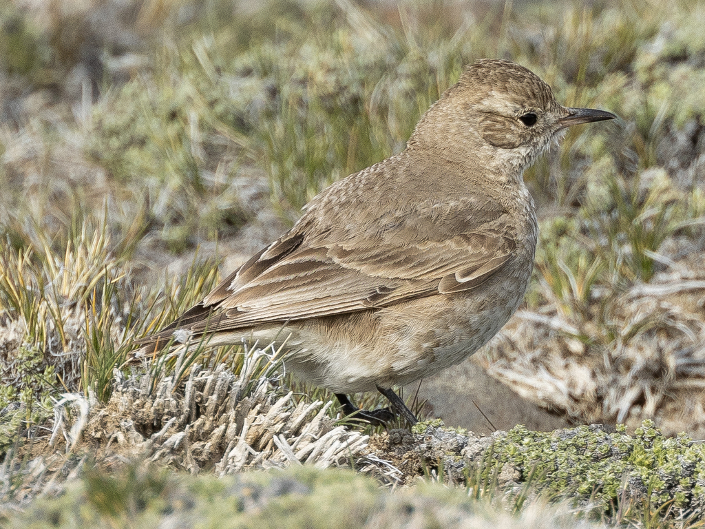 Short-billed Miner from Río Chico Department, Santa Cruz Province ...