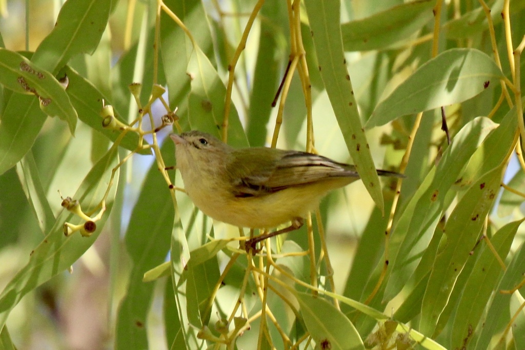Weebill from Mount Isa, QLD, AU on January 2, 2024 at 09:11 AM by ...