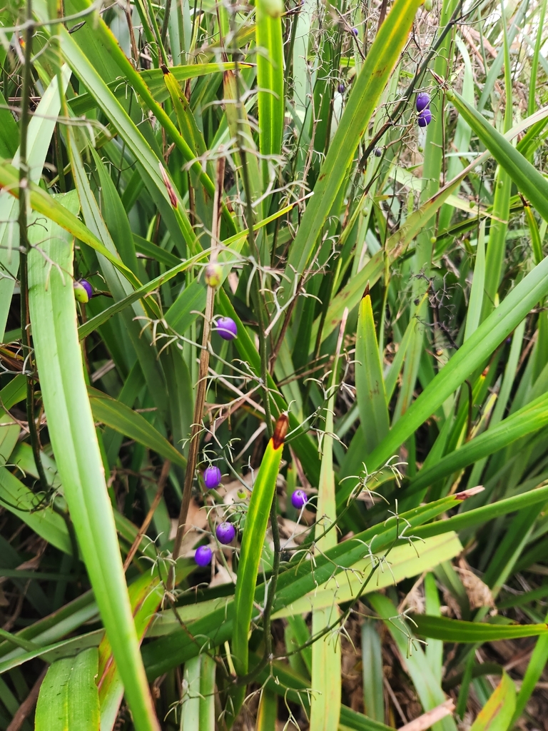flax-lilies from Fish Creek VIC 3959, Australia on December 30, 2023 at ...