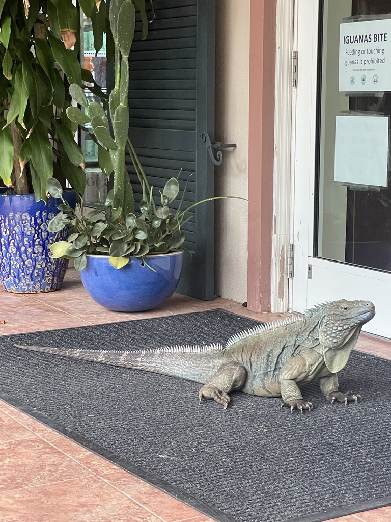Grand Cayman Blue Iguana in January 2024 by breanddave · iNaturalist