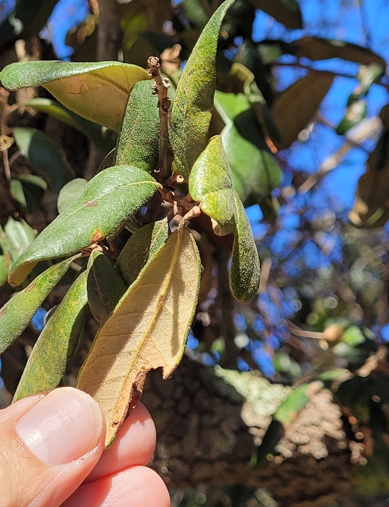 sand live oak from Lakeside Sand Pine Preserve, FL on January 1, 2024 ...