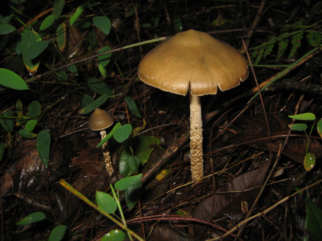 drunken mushroom in October 2023 by Juan Carlos Mejia · iNaturalist