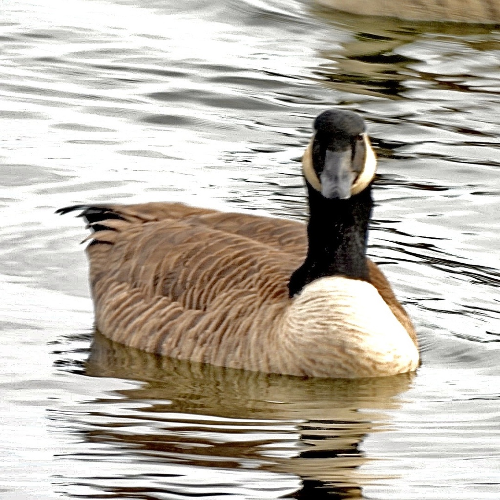 Canada Goose from Pistakee Lake, McHenry, IL, US on January 2, 2024 at ...