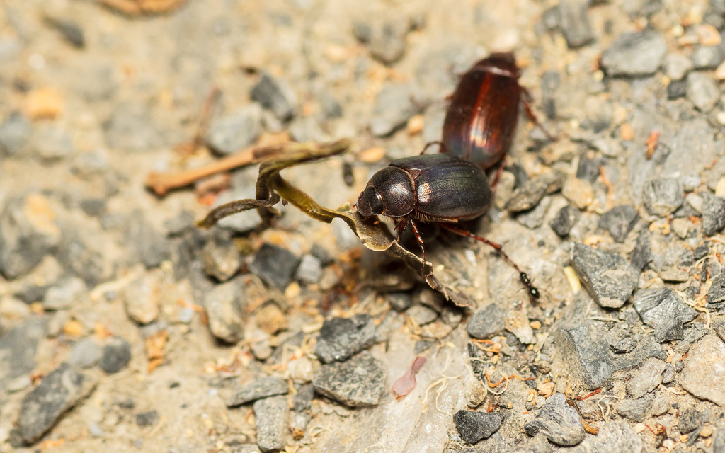 Scarabs from Adelaide SA, Australia on January 2, 2024 at 10:46 PM by ...