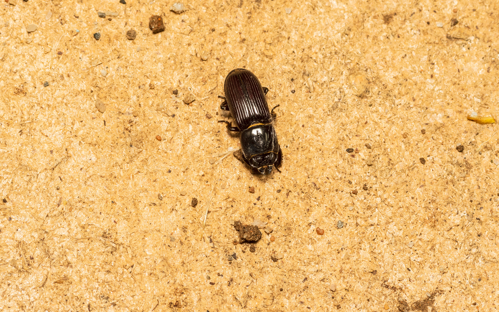 Beetles from Adelaide SA, Australia on January 3, 2024 at 12:43 AM by ...