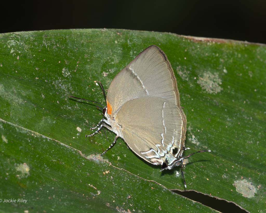 Bitias Hairstreak from Finca Las Piedras, Tambopata, Peru on August 28 ...