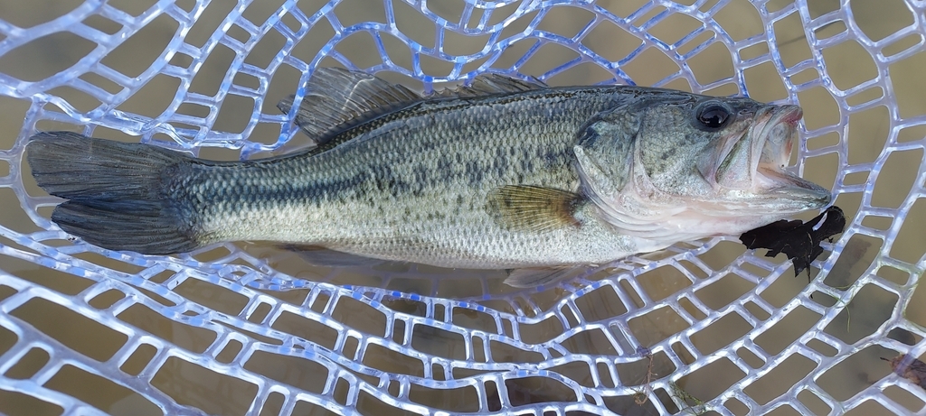 Black Basses in January 2024 by Calvin McDowell. Took 3 hours to get ...