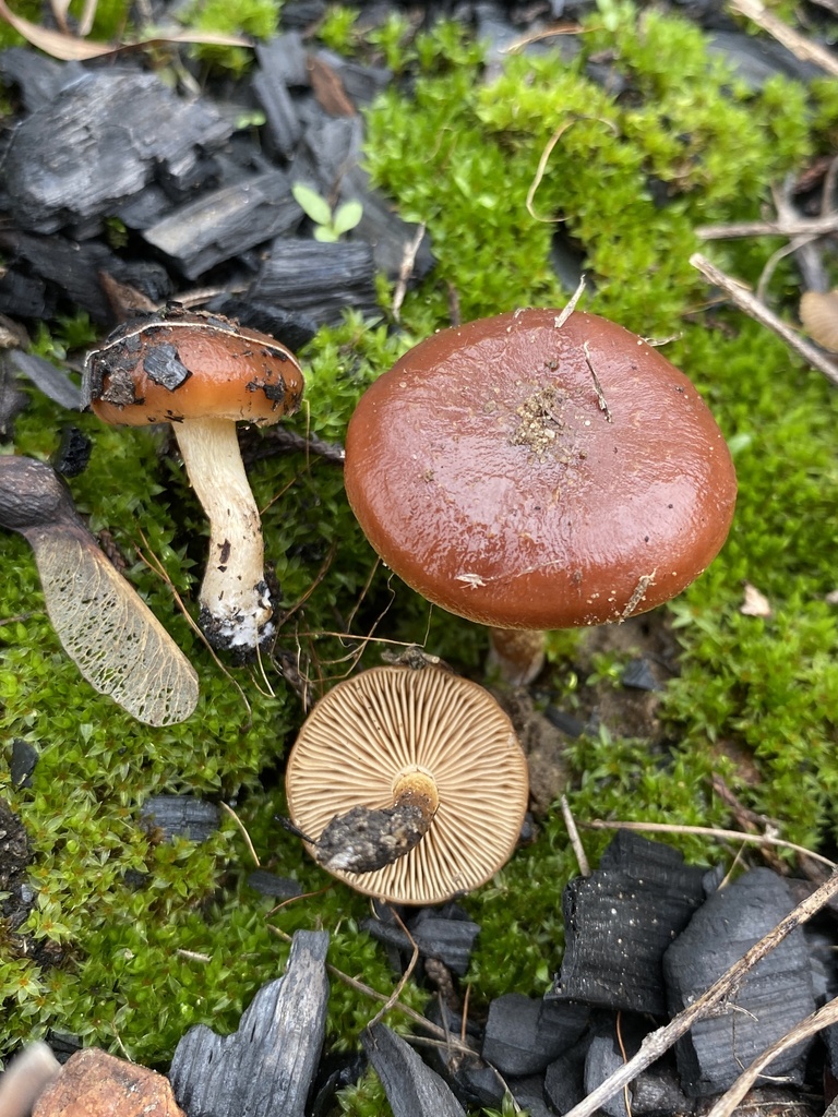 Bonfire Scalycap in December 2023 by Jim Oehmke. Sticky cap. Growing ...