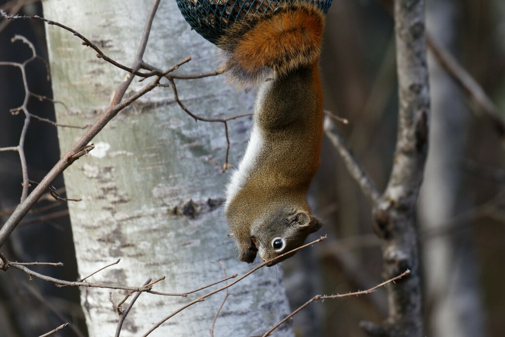 American Red Squirrel from St Louis County, MN, USA on December 29 ...