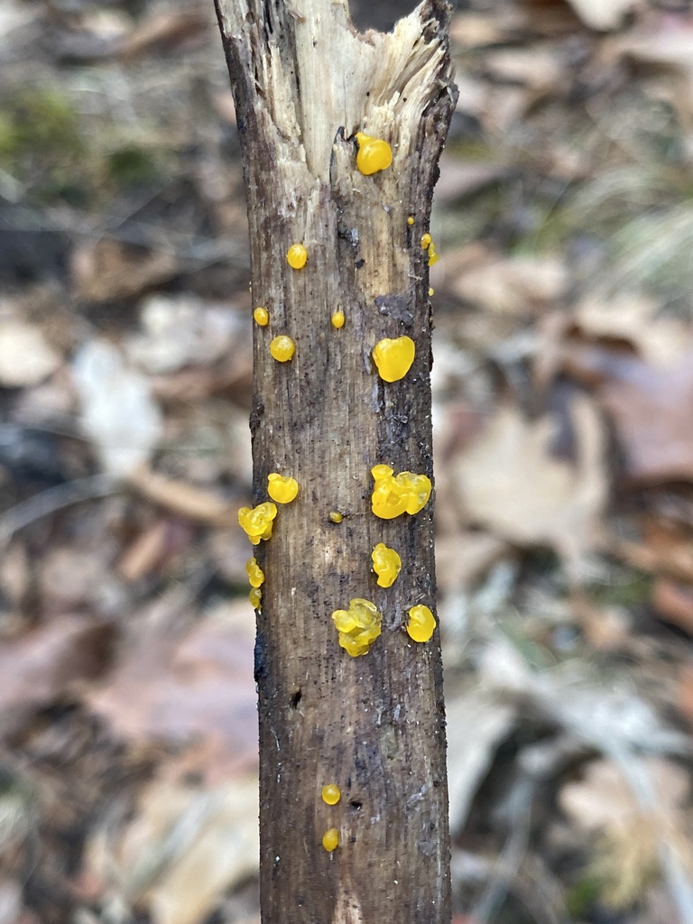 Dacrymyces capitatus in December 2023 by Jim Oehmke · iNaturalist