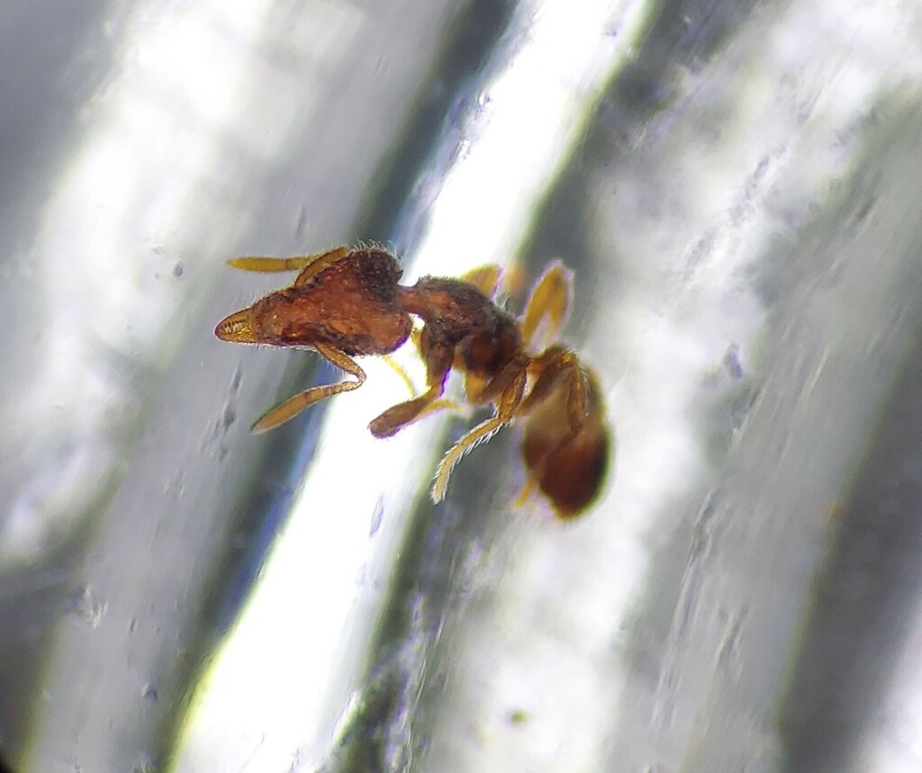 Mustache and Pygmy Snapping Ants from Washington County, OH, USA on ...