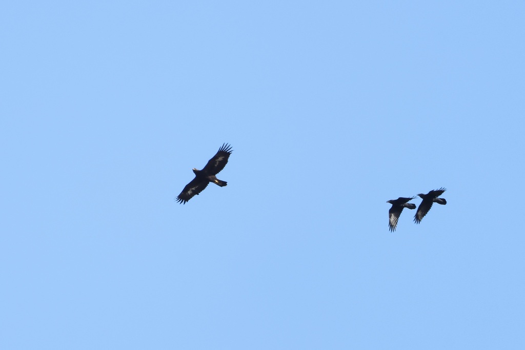 Common Raven from Dutchess County, NY, USA on January 1, 2024 at 11:26 ...