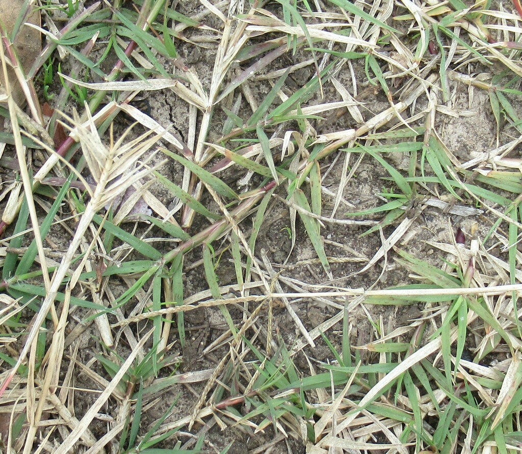 Bermuda grass from Lake Somerville State Park: Nails Creek Unit, FM 180 ...