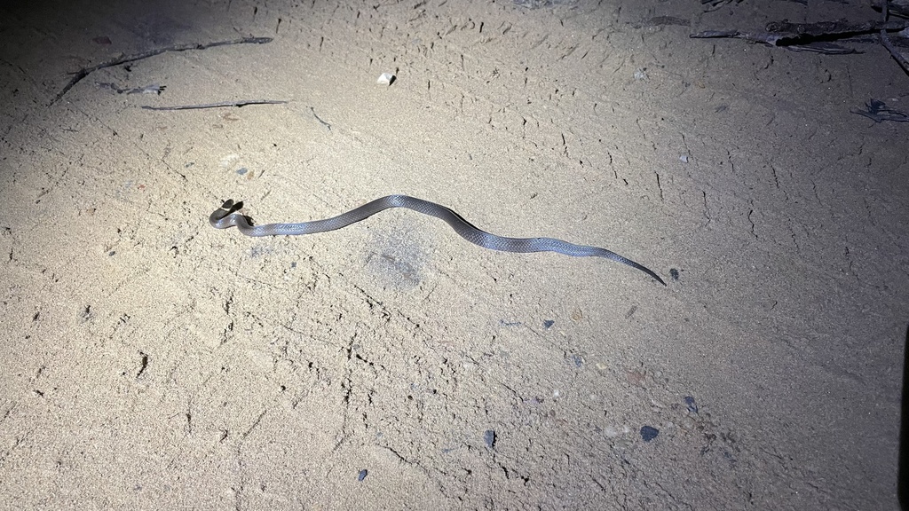 Dwarf Crowned Snake from Watagans National Park, Olney, NSW, AU on ...