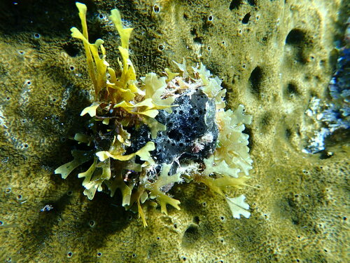 Hyattella cavernosa · iNaturalist Mexico