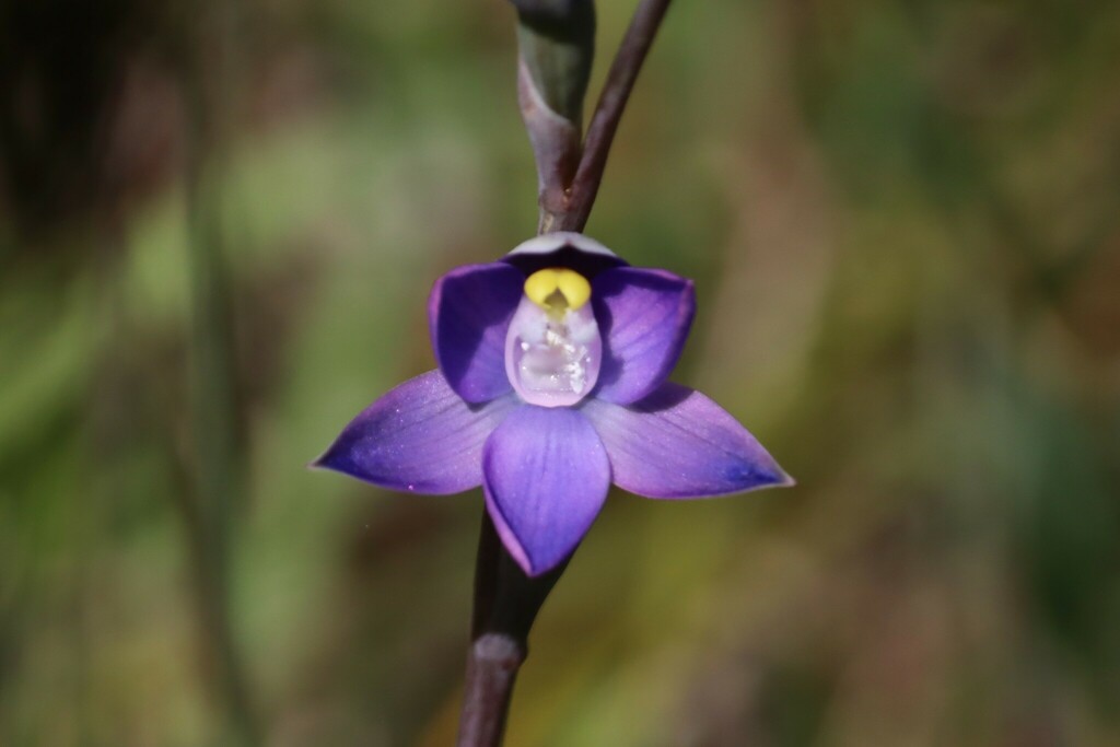 Sun Orchids from Melbourne VIC, Australia on October 29, 2023 at 12:21 ...