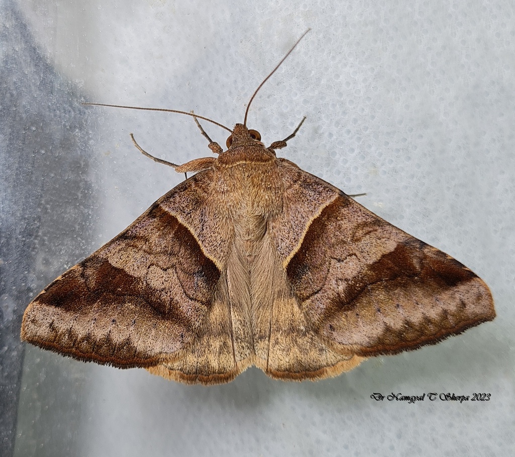 Brown-striped Semilooper from Upper Sichey, Gangtok, Sikkim, India on ...