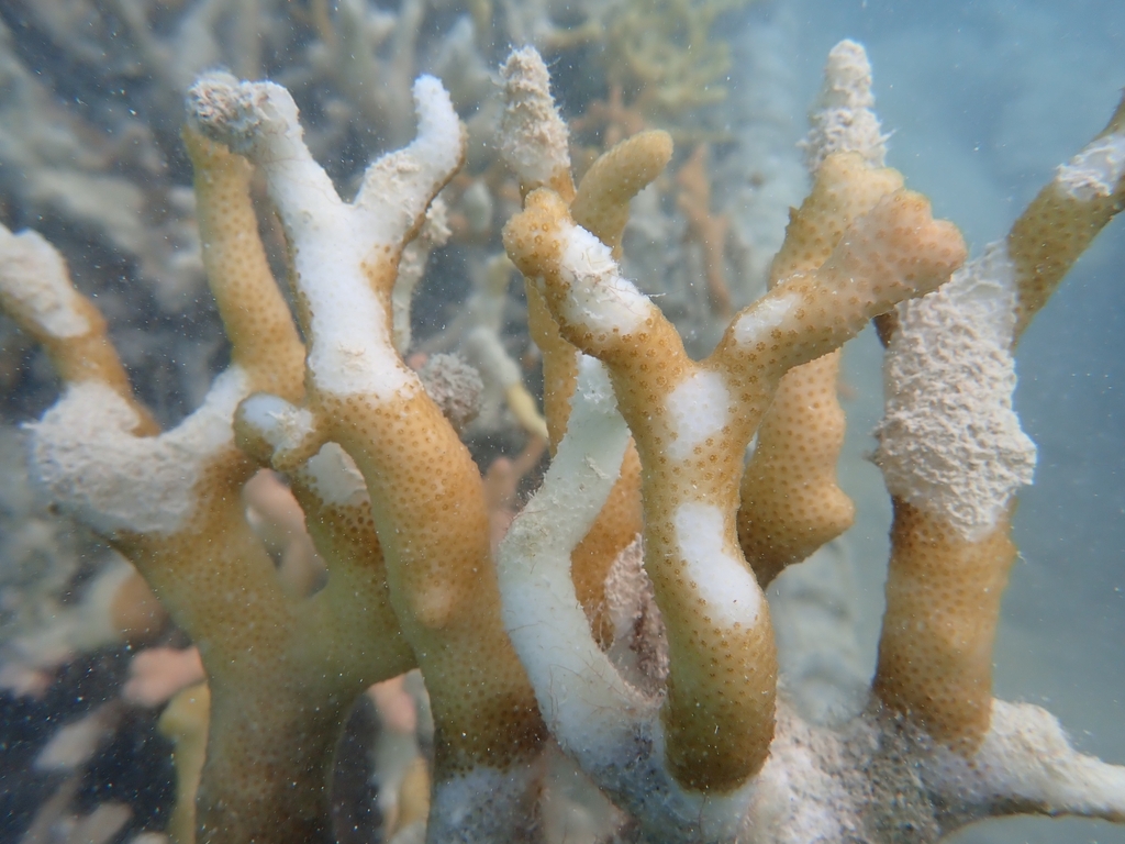 Finger Coral in October 2023 by mrumluj · iNaturalist