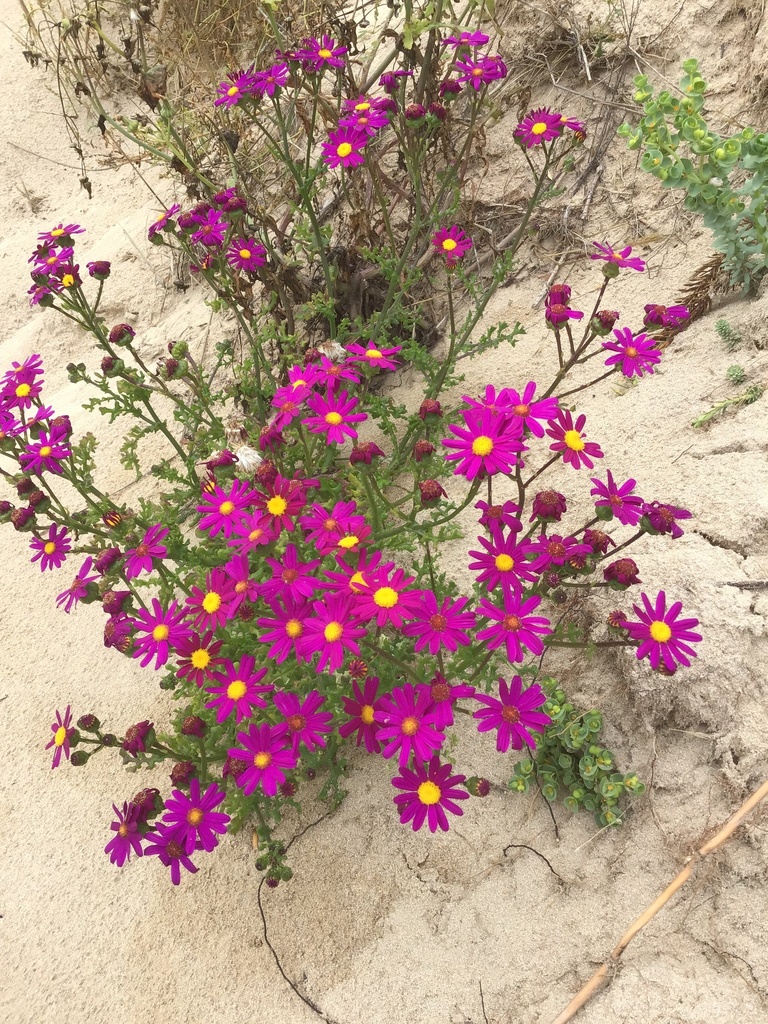 Red-purple Ragwort from Moyne Shire, Illowa, VIC, AU on January 3, 2024 ...