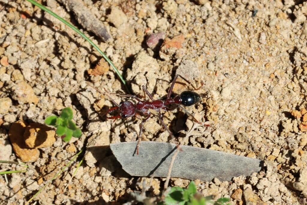 Australian Red Bull Ant from Melbourne VIC, Australia on October 29 ...