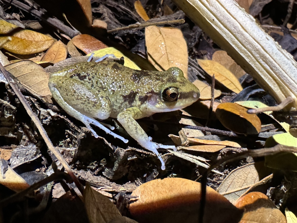 Yellow Split-Toed Frog in January 2024 by Joshua LaPergola · iNaturalist